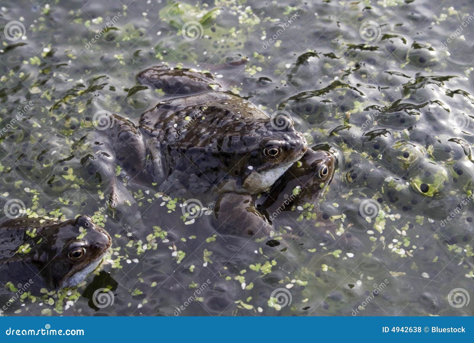 Mating frogs stock photo. Image of eggs, life, mating - 4942638