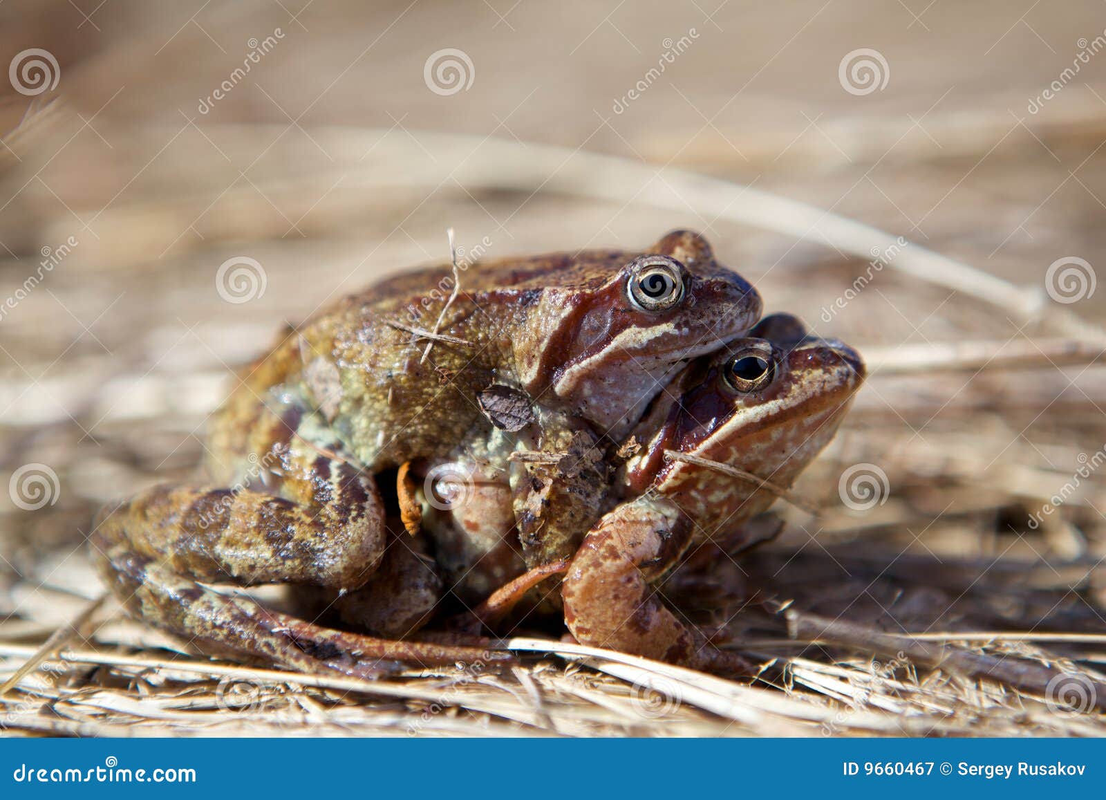 Mating frogs stock image. Image of animals, profile, color - 9660467