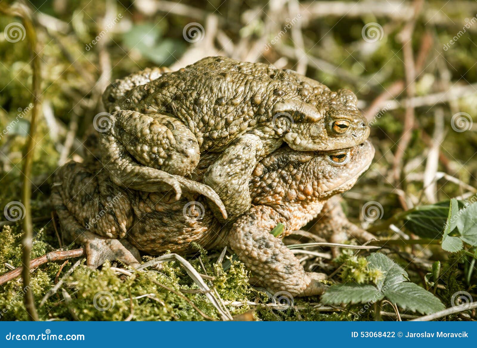 Mating frogs stock photo. Image of mating, frog, common - 53068422