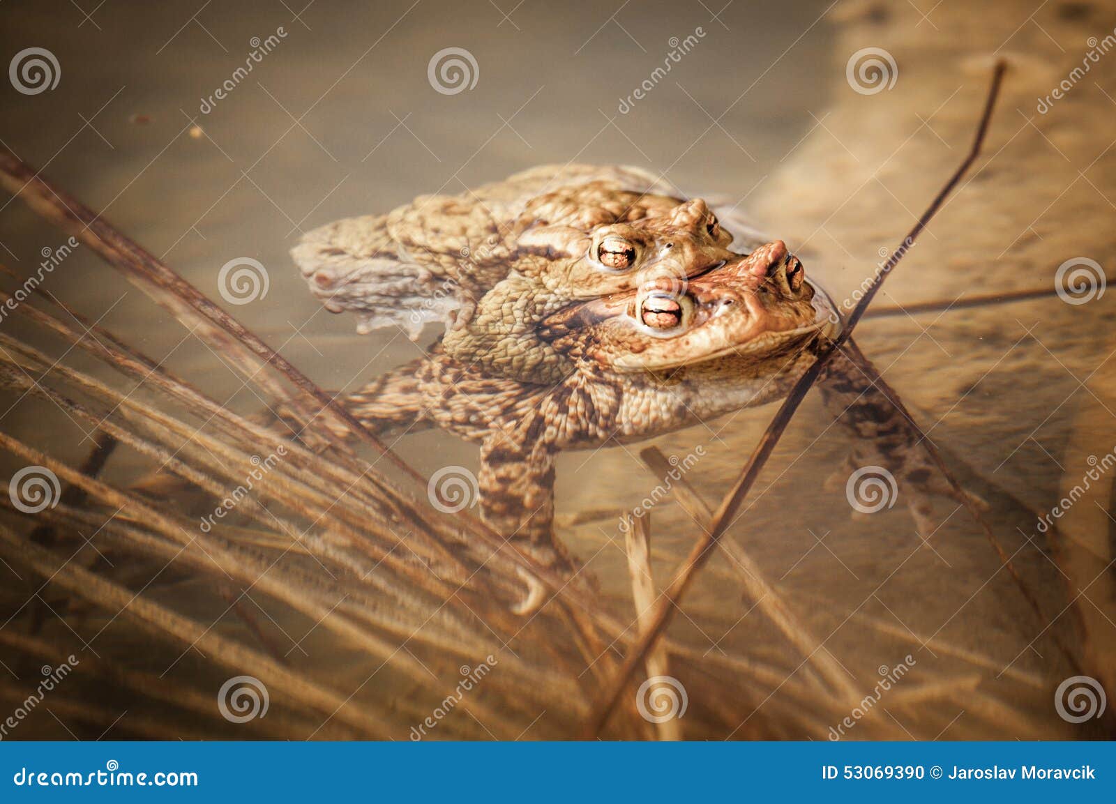 Mating frogs stock photo. Image of mating, amphibian - 53069390