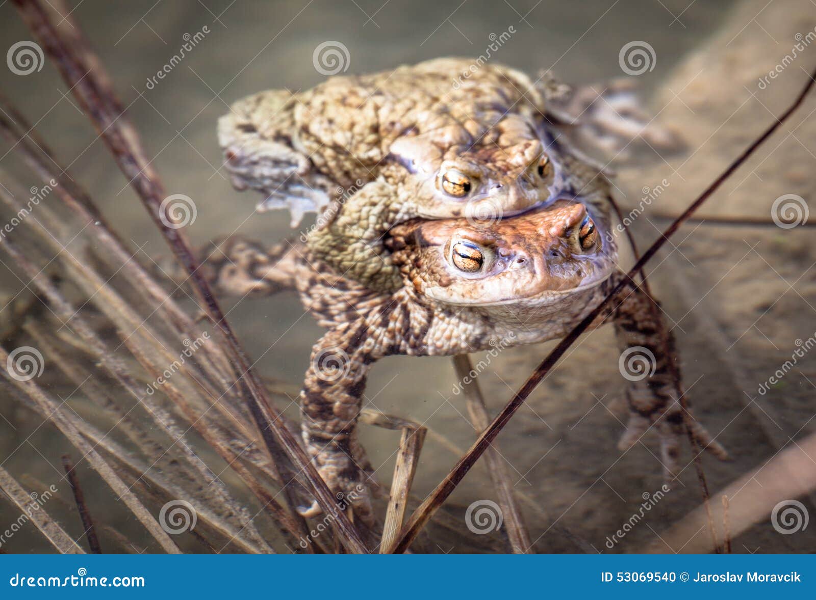 Mating frogs stock photo. Image of common, organism, frogs - 53069540