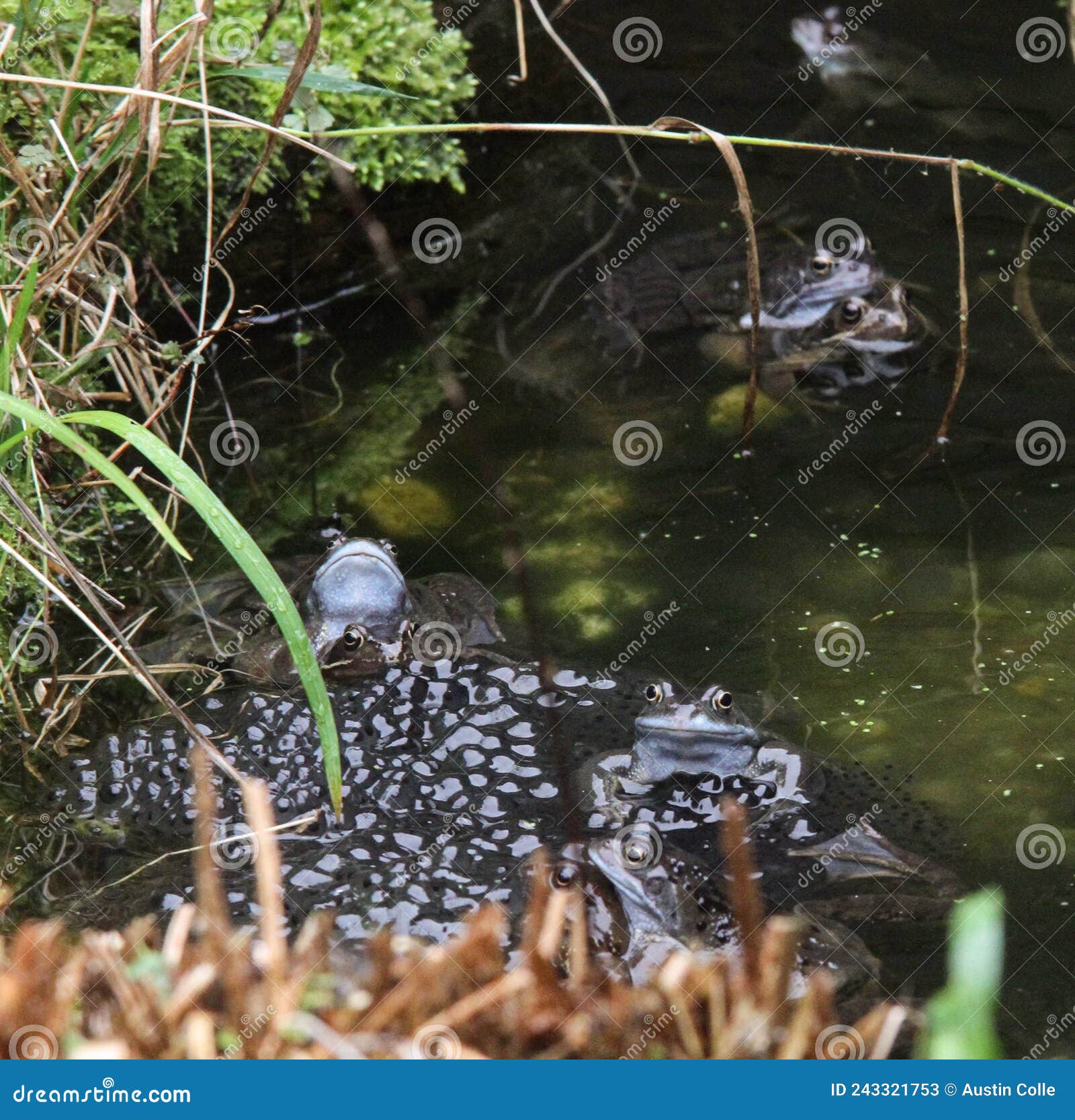 Mating Frogs with Frogspawn. Stock Image - Image of frog, laid: 243321753