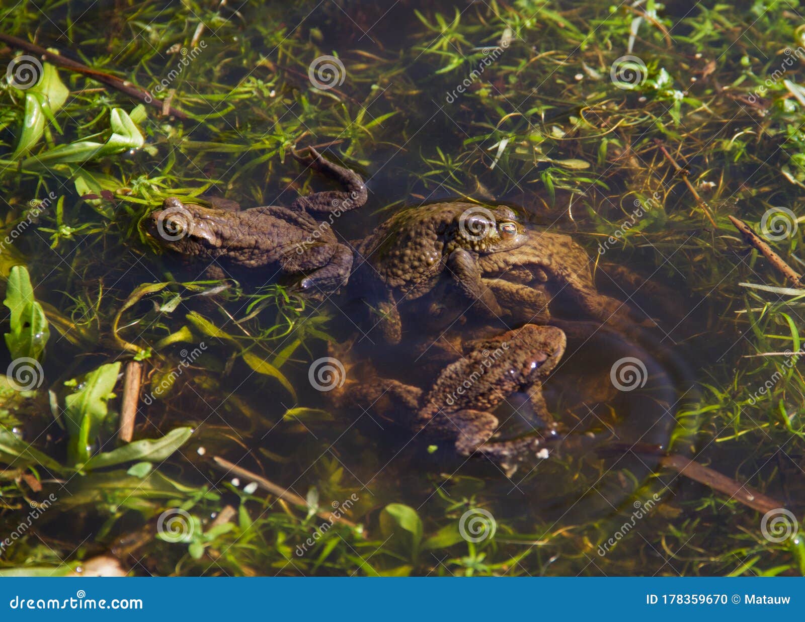 Mating frogs stock photo. Image of frog, tangle, nature - 178359670