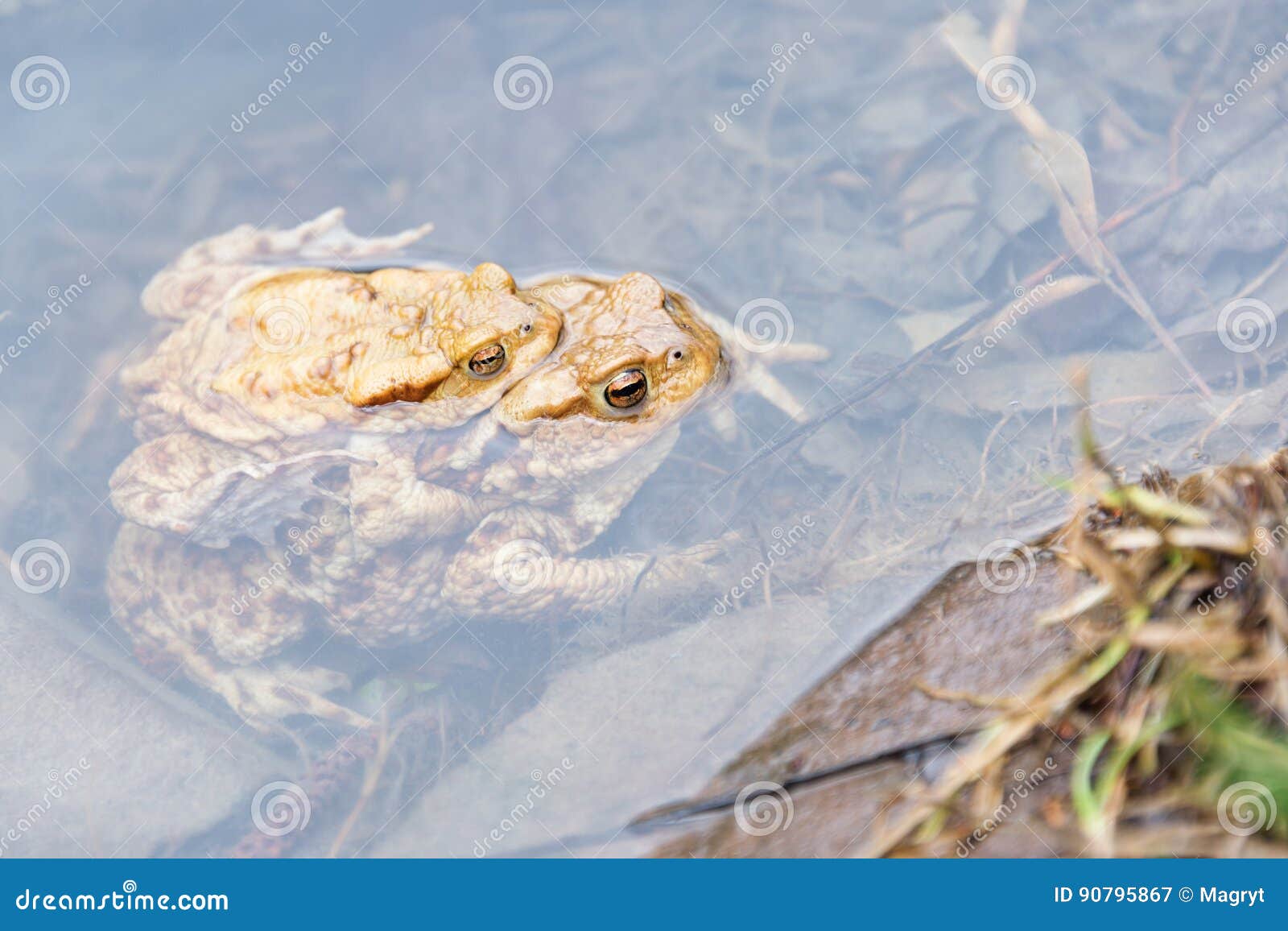 Mating Frogs in the Lake. Pair of Brown Common Toads. Stock Image ...