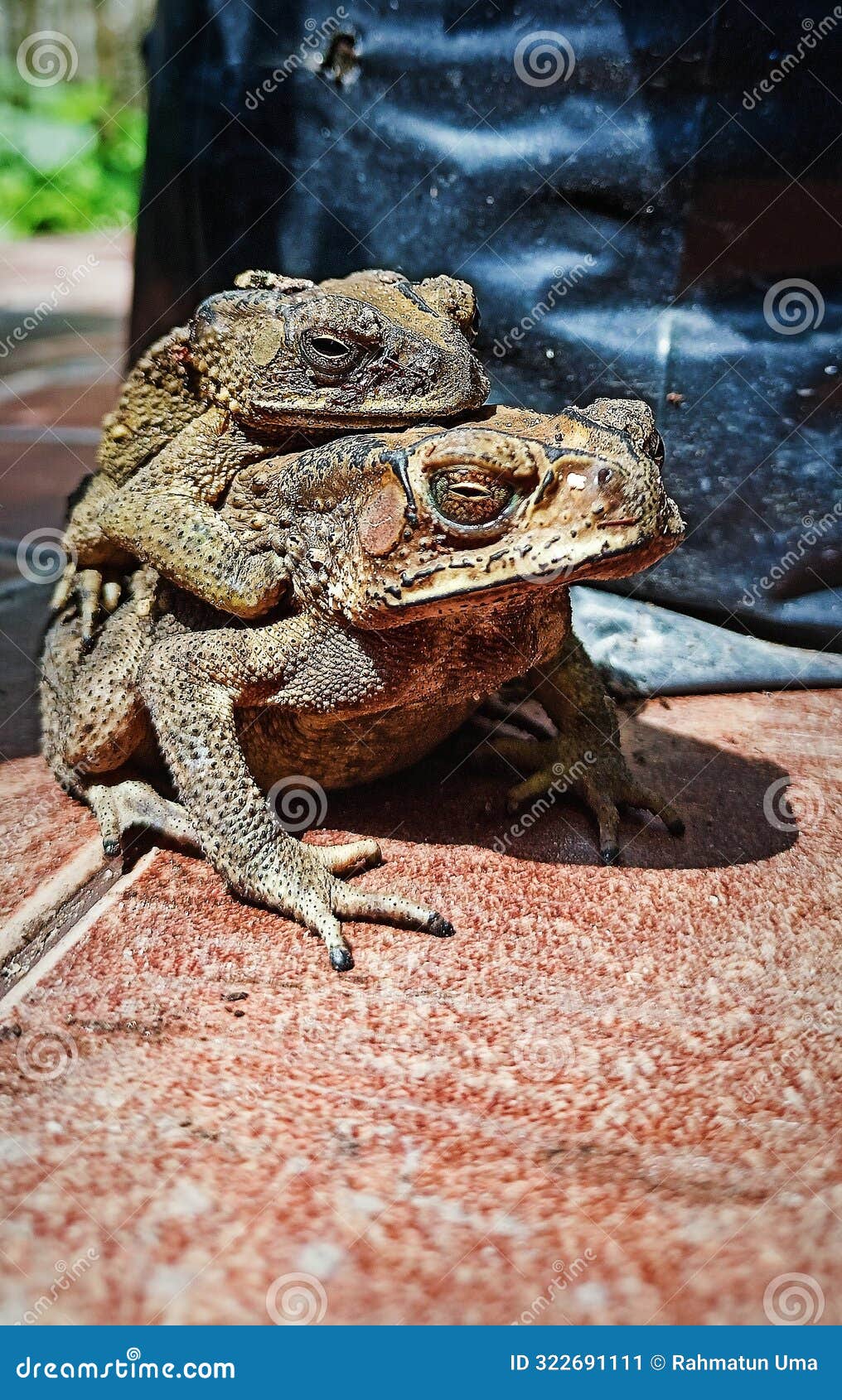 Mating frogs seen up close stock image. Image of garden - 322691111