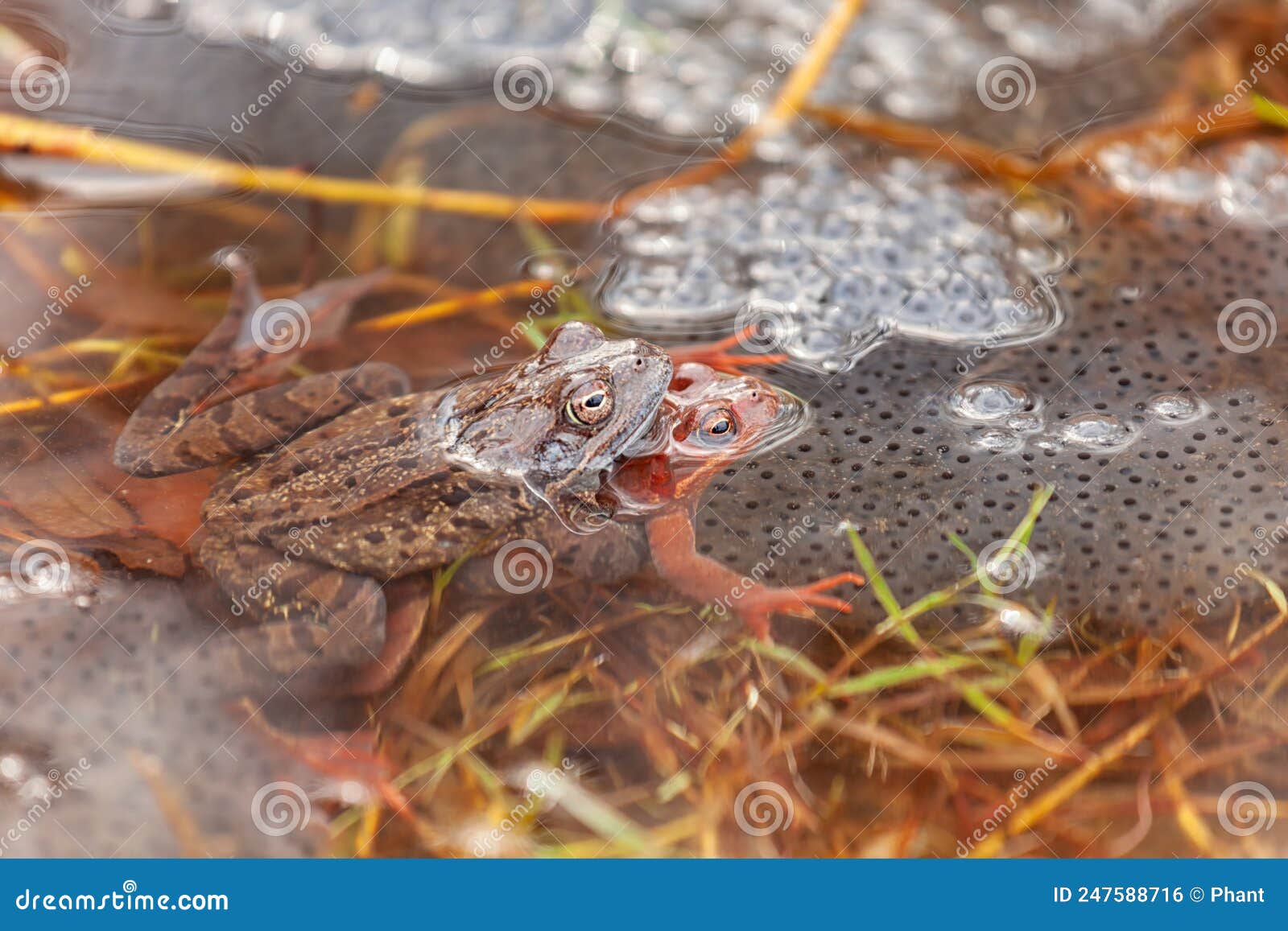 Two Mating Frogs Stock Photography | CartoonDealer.com #17455724