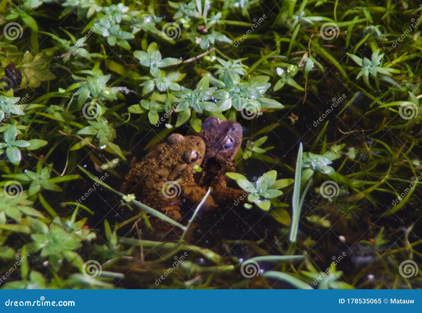 Mating frogs stock image. Image of amphibian, behaviour - 178535065