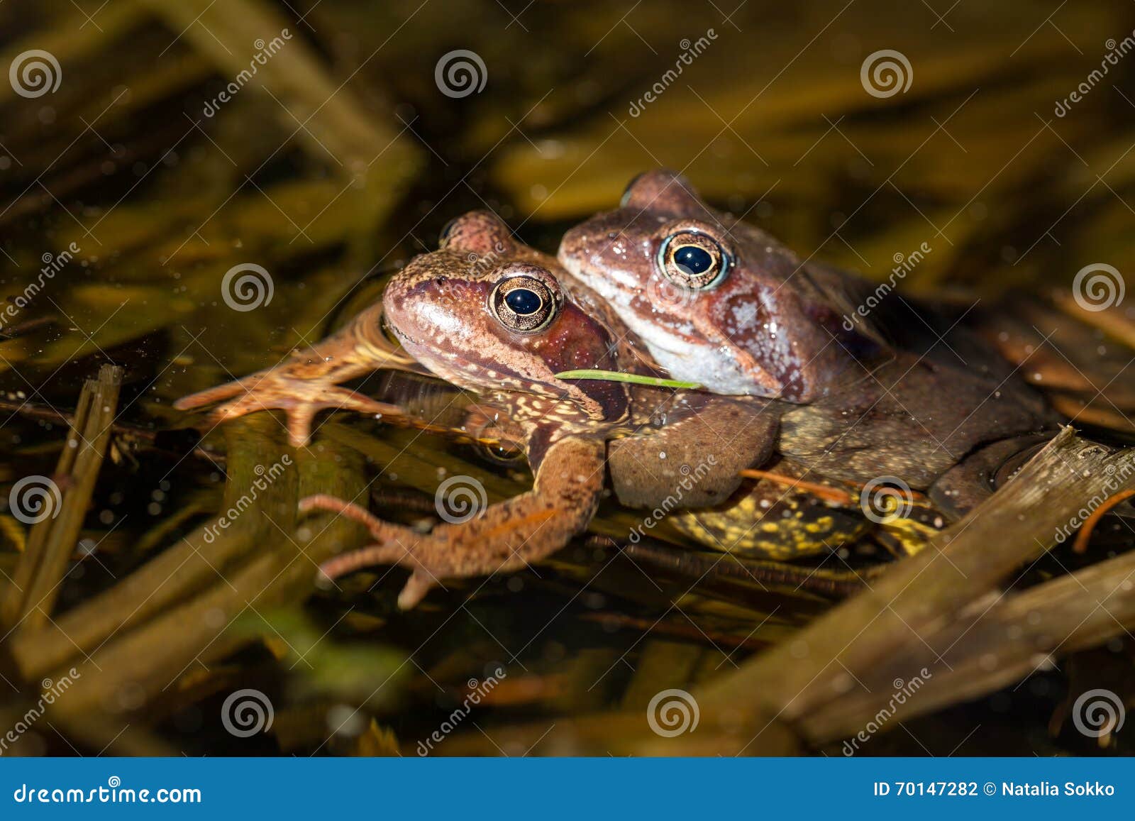 Mating frogs in water stock photo. Image of mating, frog - 70147282