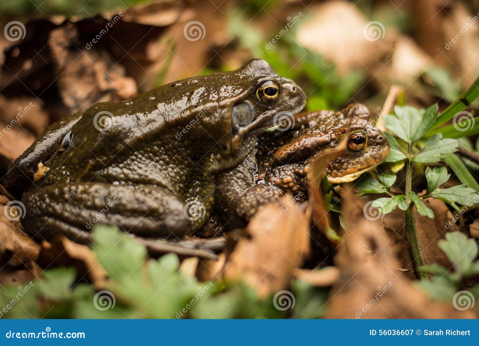 Mating frogs stock image. Image of prince, toad, squib - 56036607