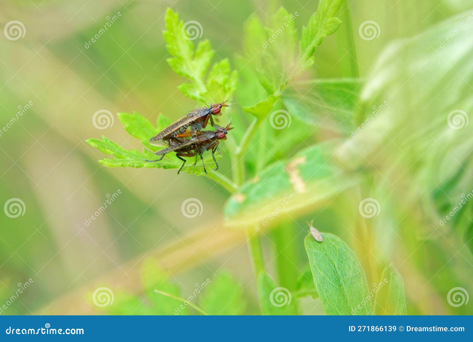 Mating gadfly stock image. Image of coupling, animal - 271866139