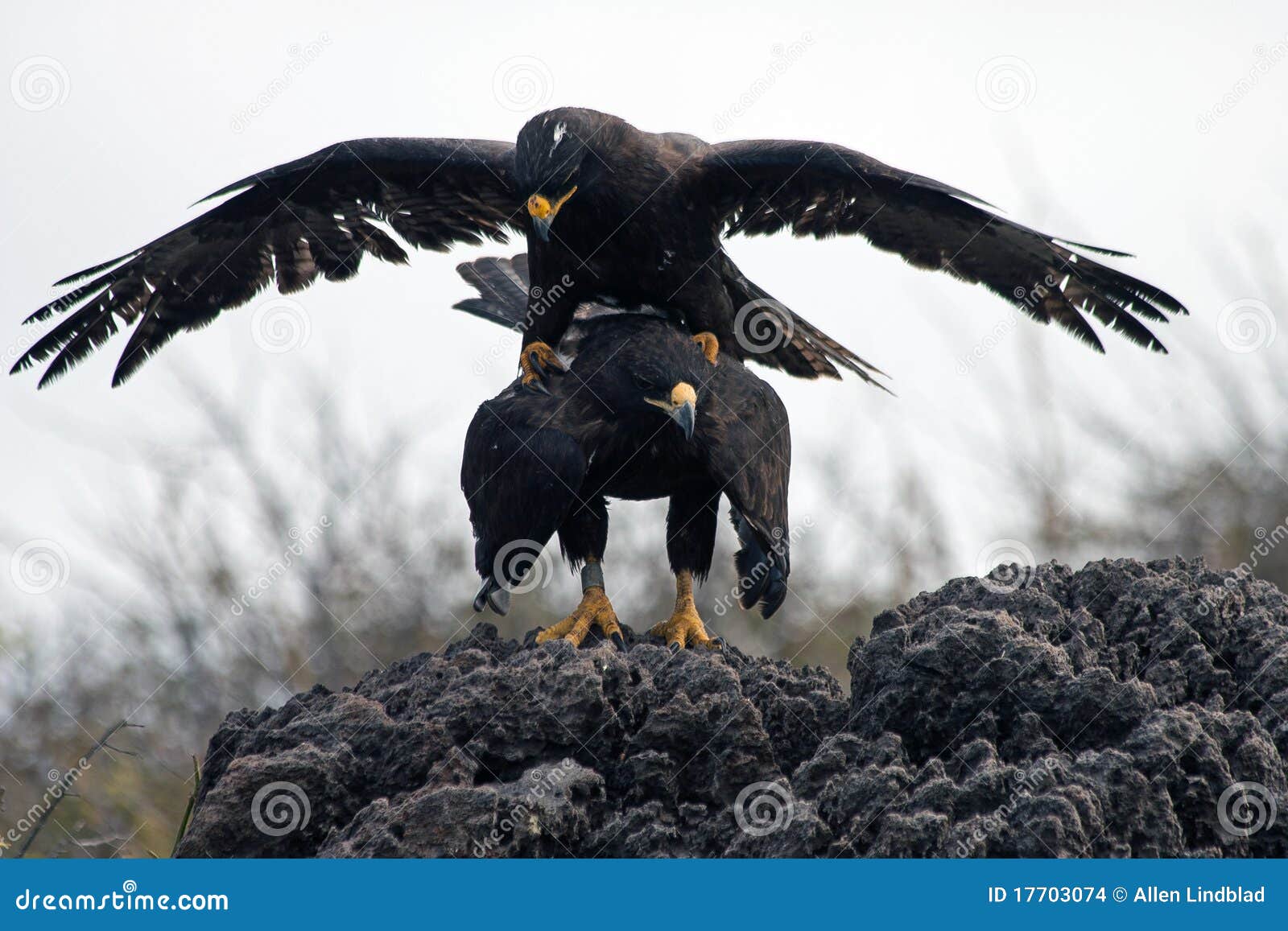 Mating Galapagos Hawks stock photo. Image of partner - 17703074
