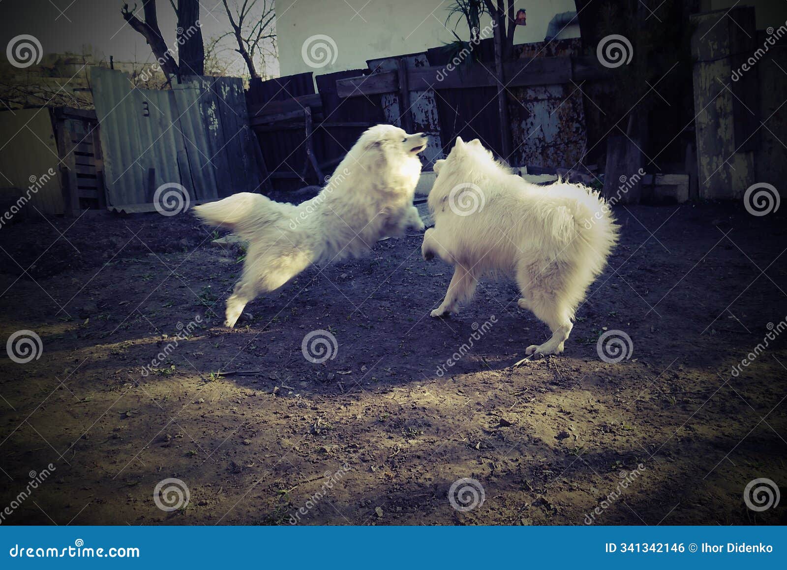 Samoyed breed stock photo. Image of sculpture, wildlife - 341342146