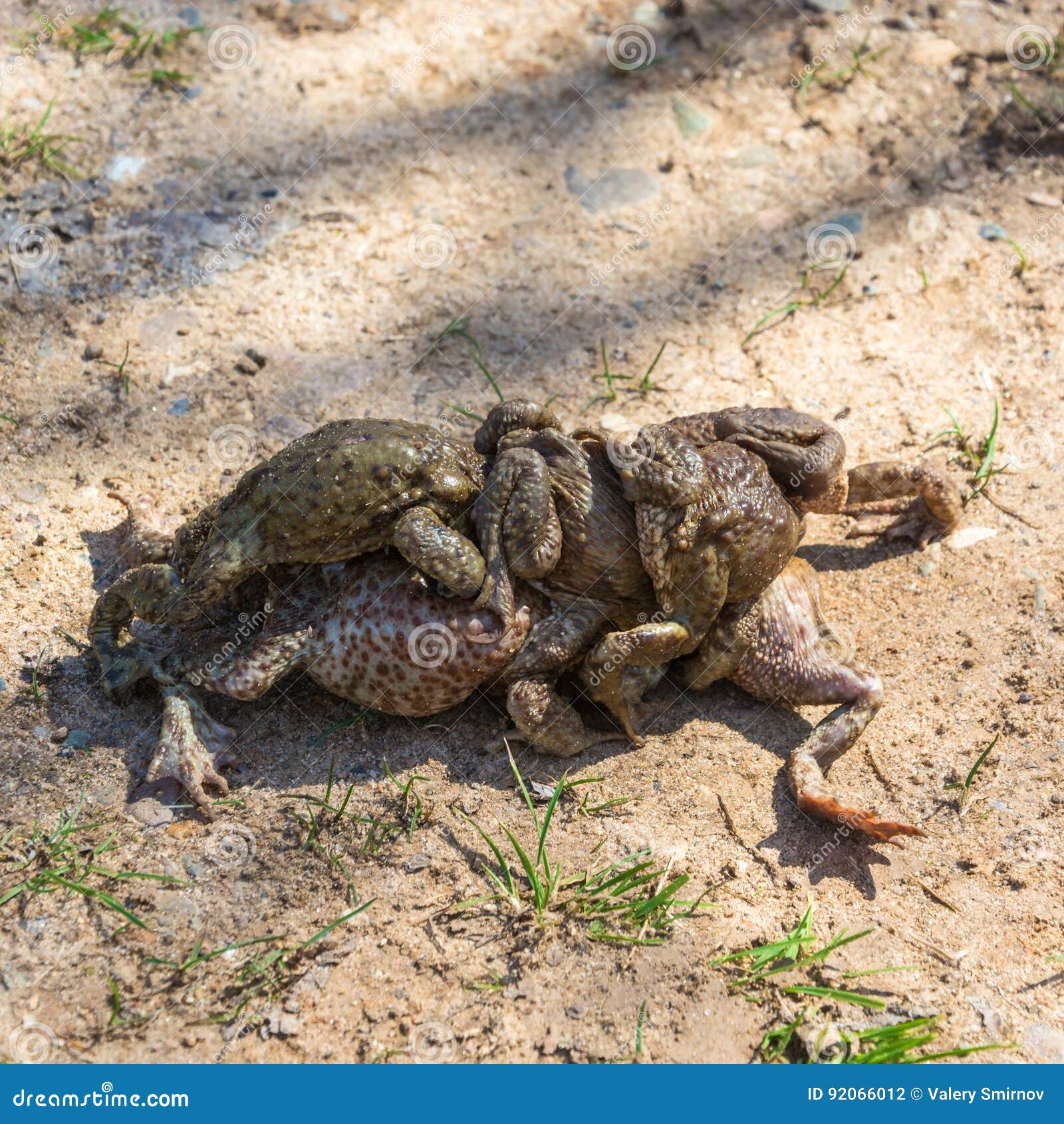 Mating Games of Frogs on Earth. Stock Photo - Image of mating, wildlife ...