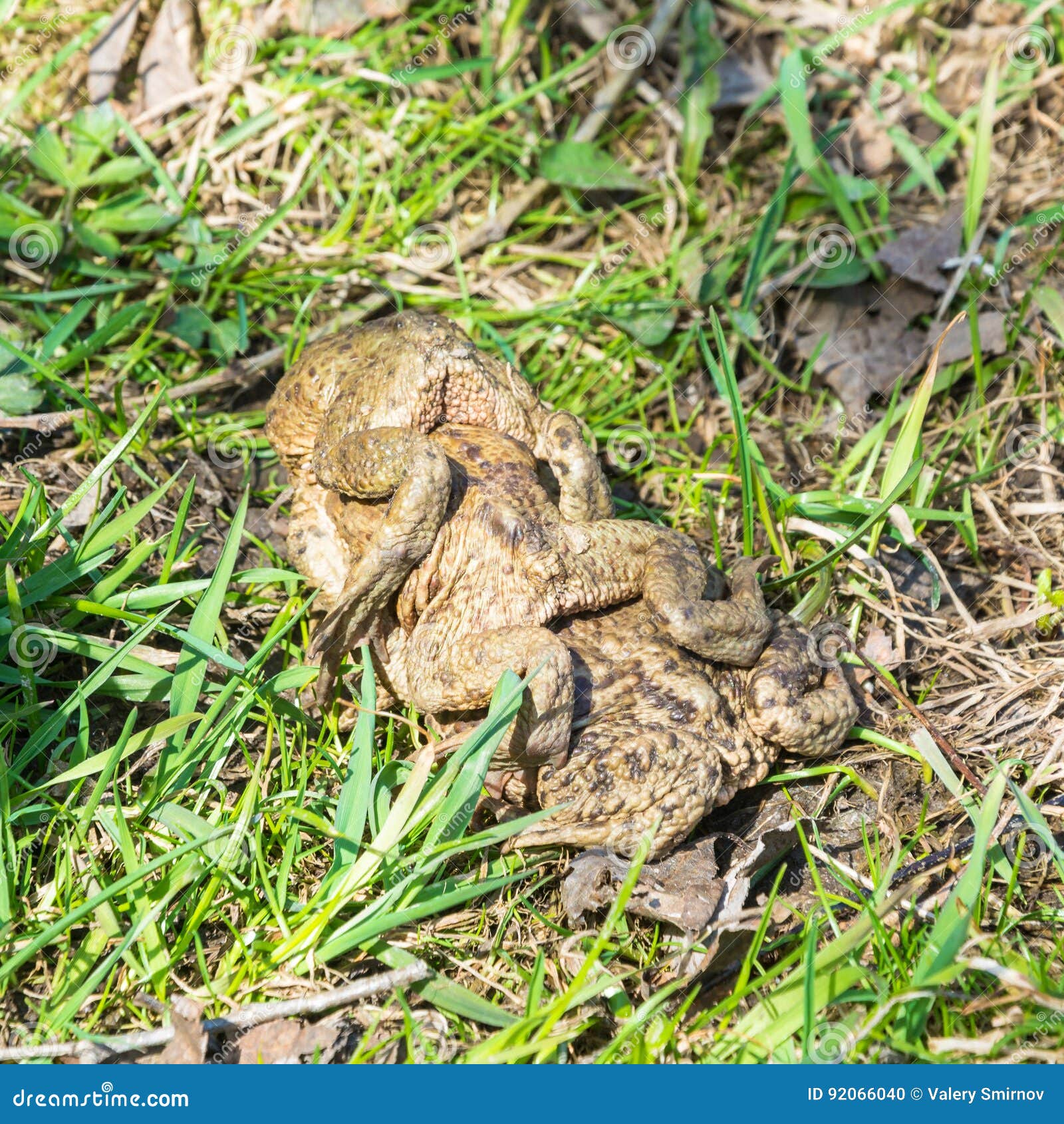 Mating Games of Frogs on Earth. Stock Photo - Image of game, wildlife ...