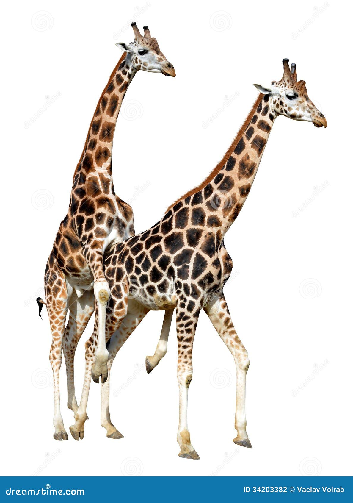 Mating giraffes stock photo. Image of mating, stretching - 34203382