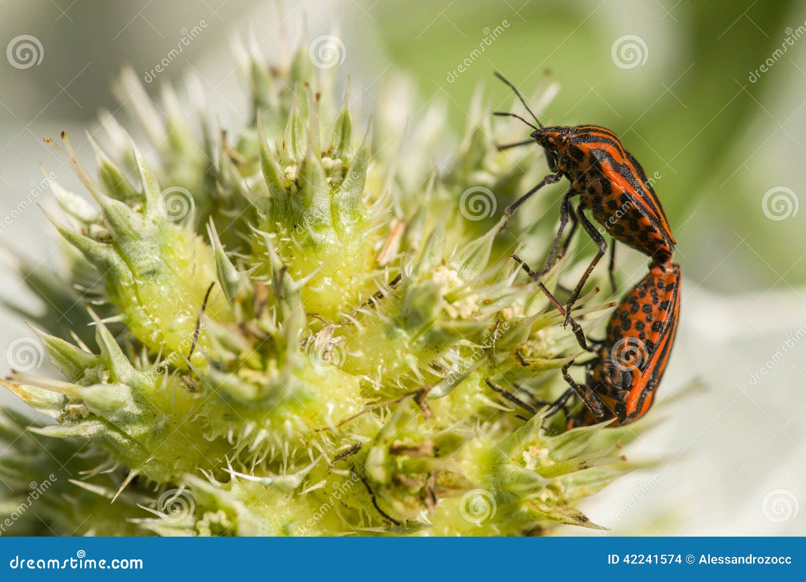 Mating of Graphosoma Italicum Coleopterons Stock Photo - Image of ...