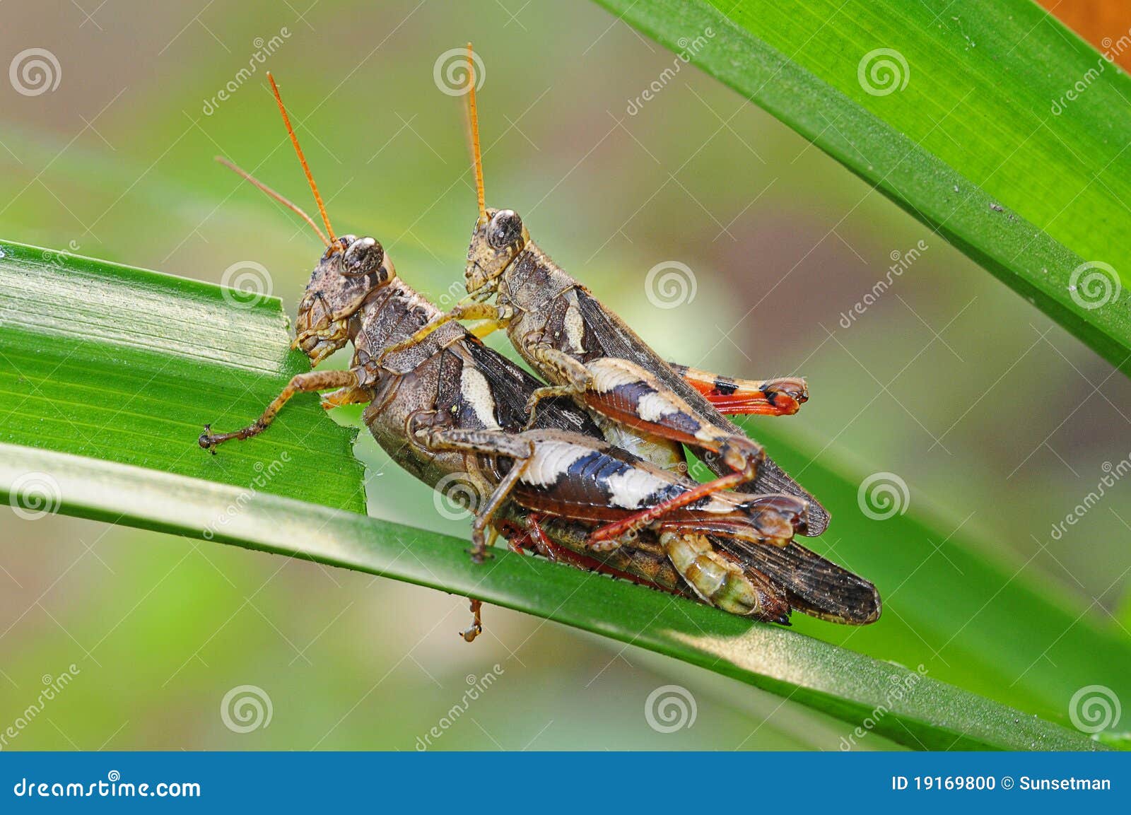 Mating Grasshopper stock photo. Image of closeup, biology - 19169800