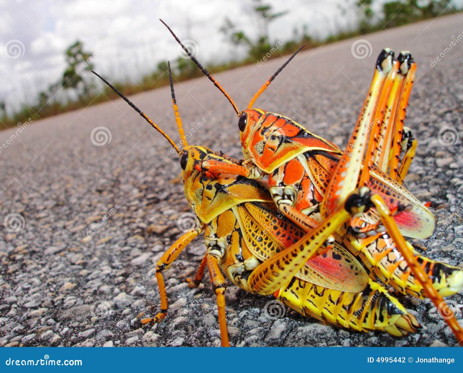 Mating Grasshoppers stock photo. Image of outdoor, lubber - 4995442