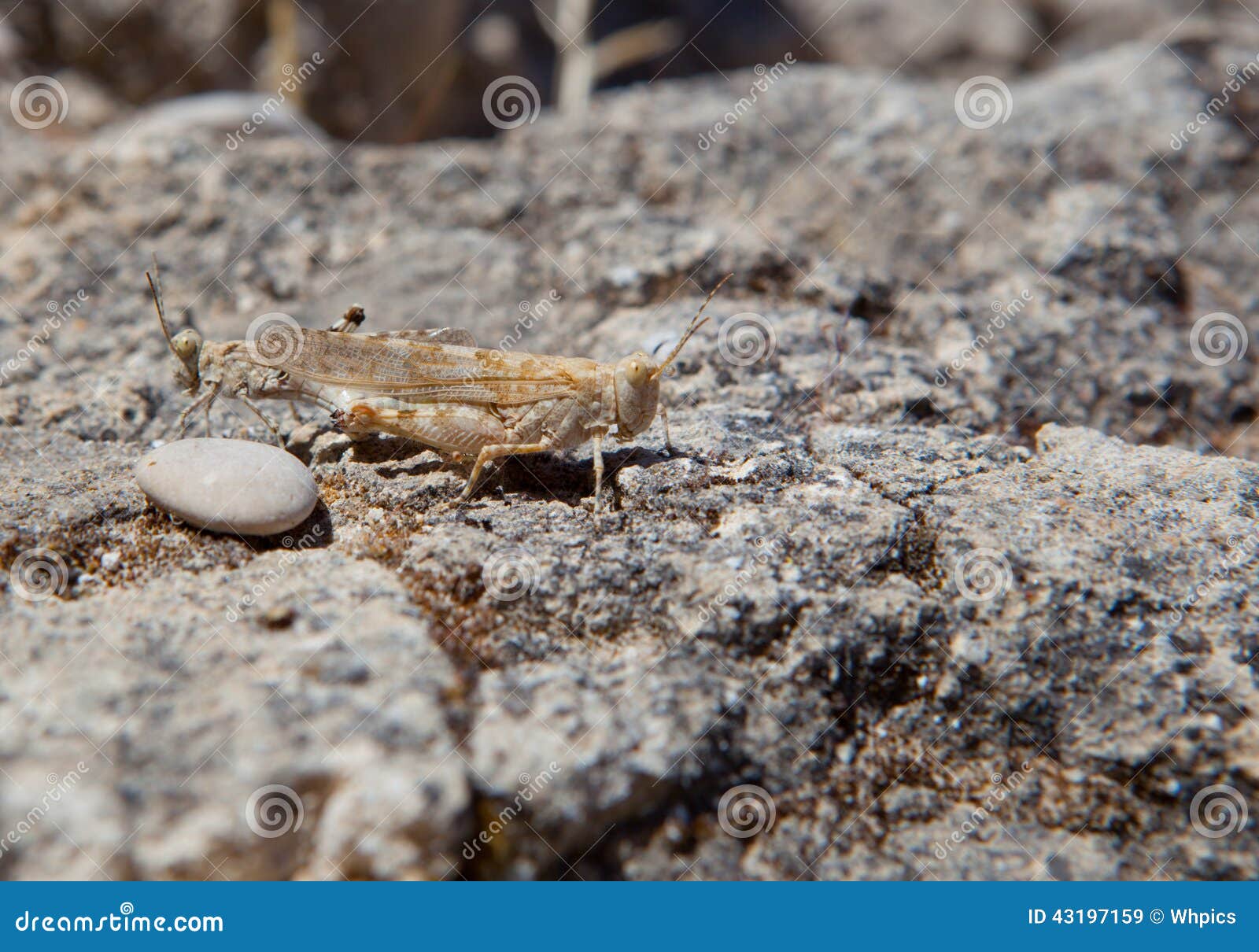 Mating Of Grasshoppers - Grasshopper Breeds Sexually, Namely The ...