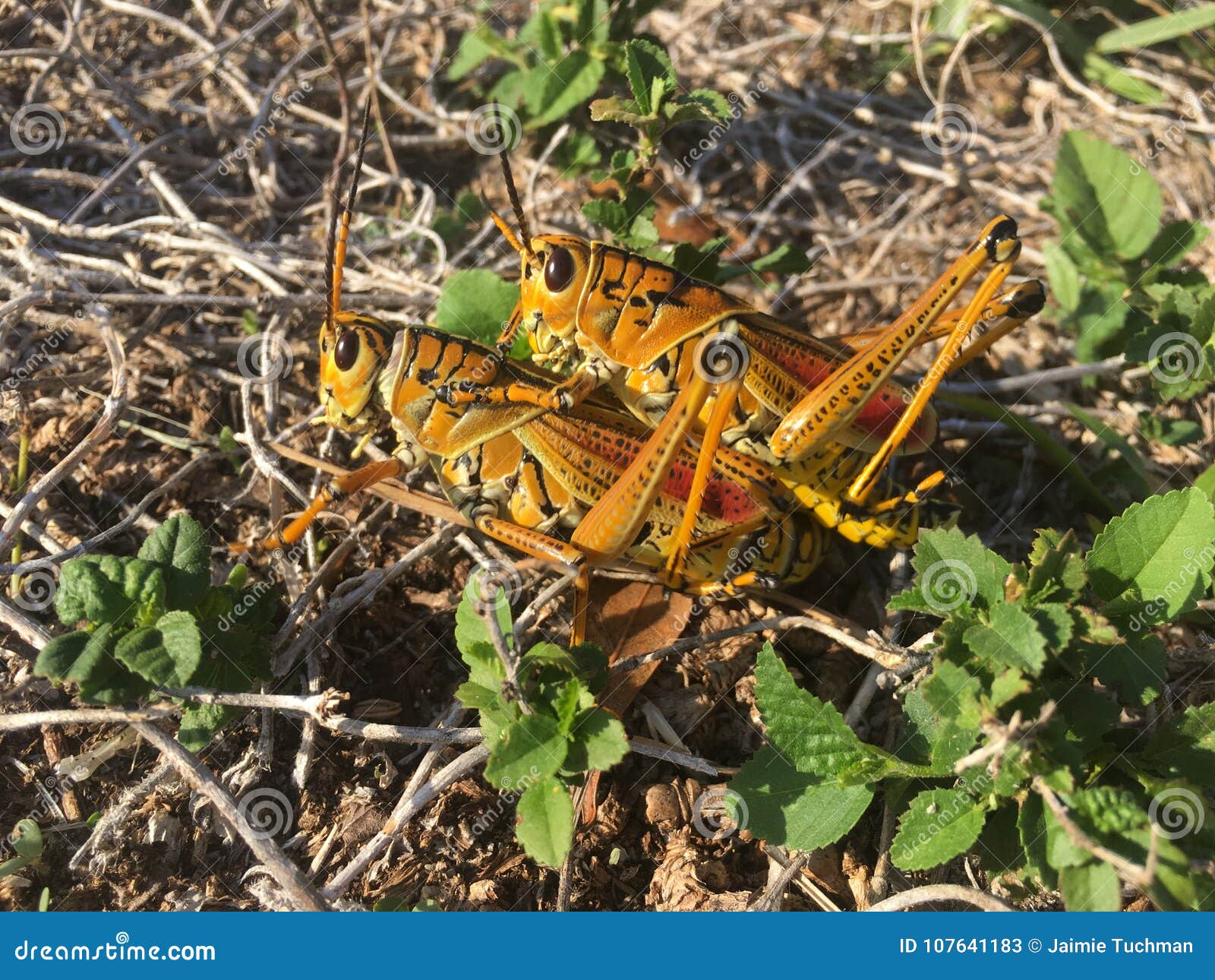 Locusts mating macro stock image. Image of british, close - 107641183