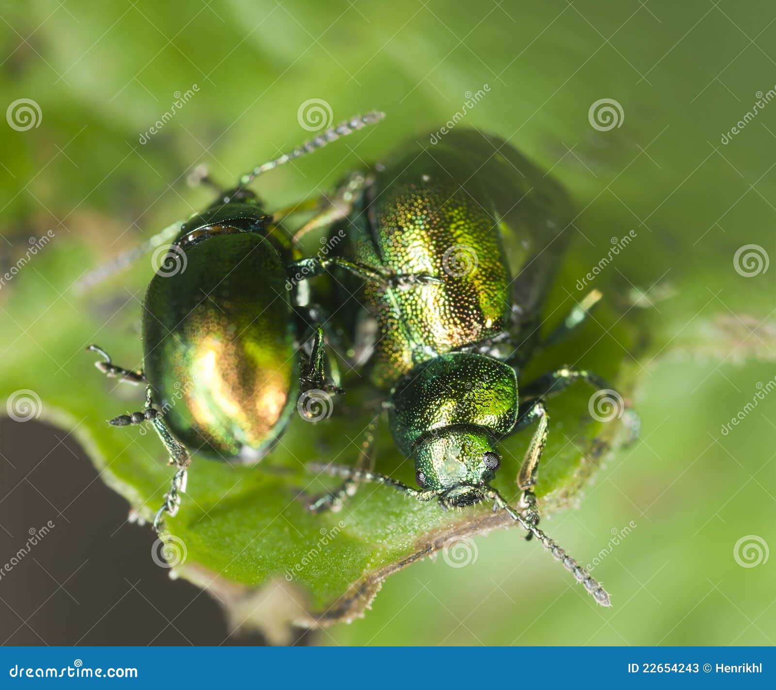 Mating Green Coleopteron Insects Royalty-Free Stock Photo ...