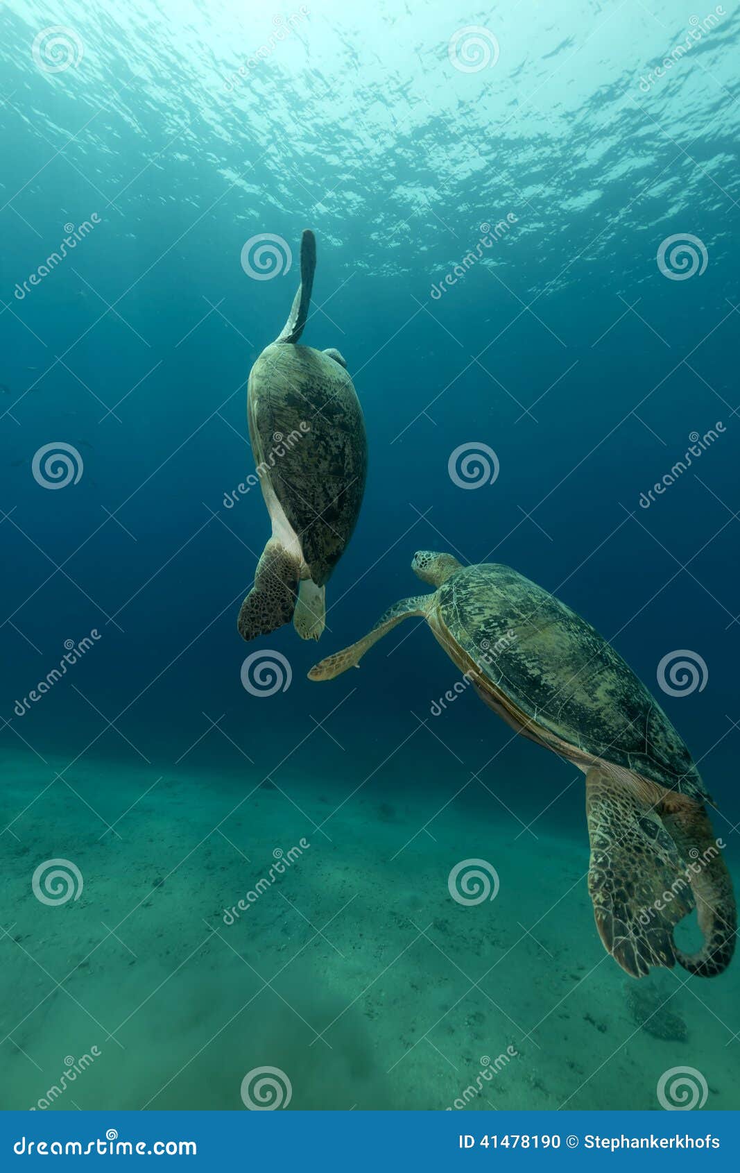 Mating Green Turtles in the Red Sea. Stock Photo - Image of light ...