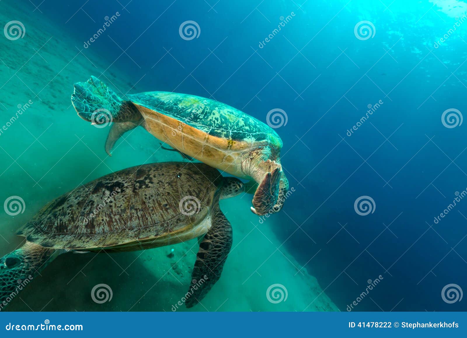 Mating Green Turtles in the Red Sea. Stock Photo - Image of coral, reef ...