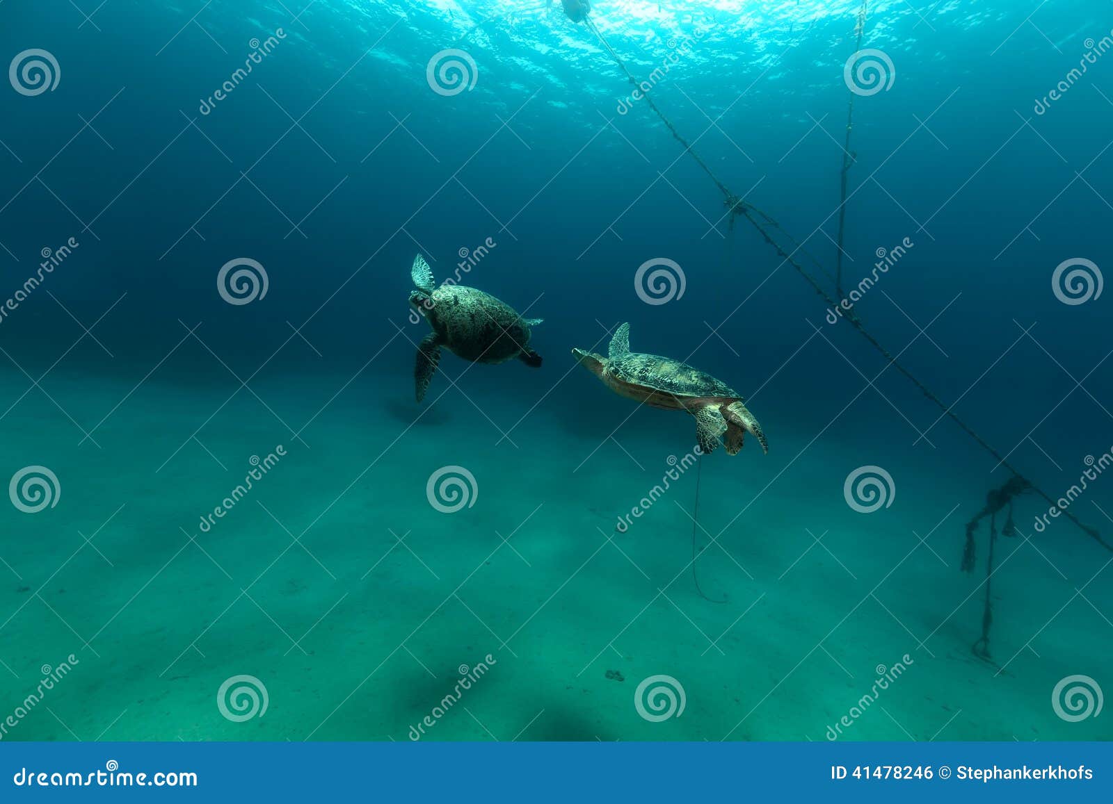 Mating Green Turtles in the Red Sea. Stock Photo - Image of marine ...