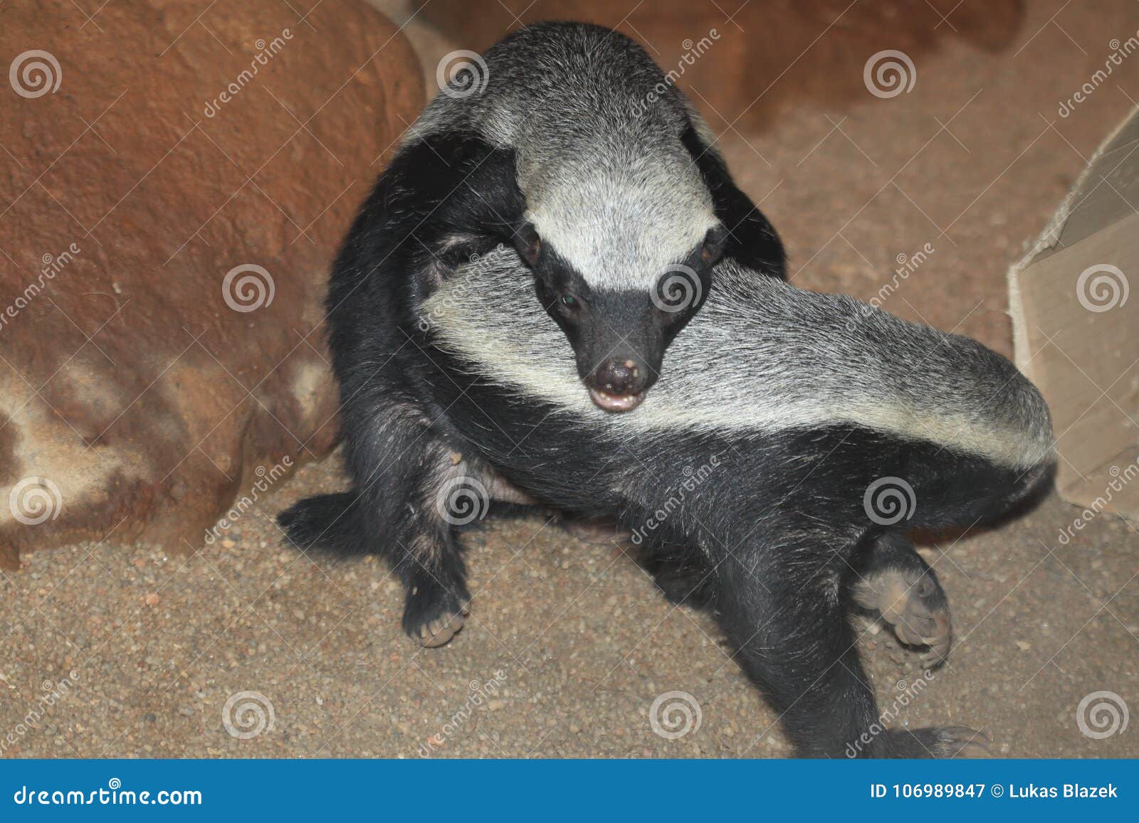 Honey badgers stock image. Image of mating, animal, capensis - 106989847
