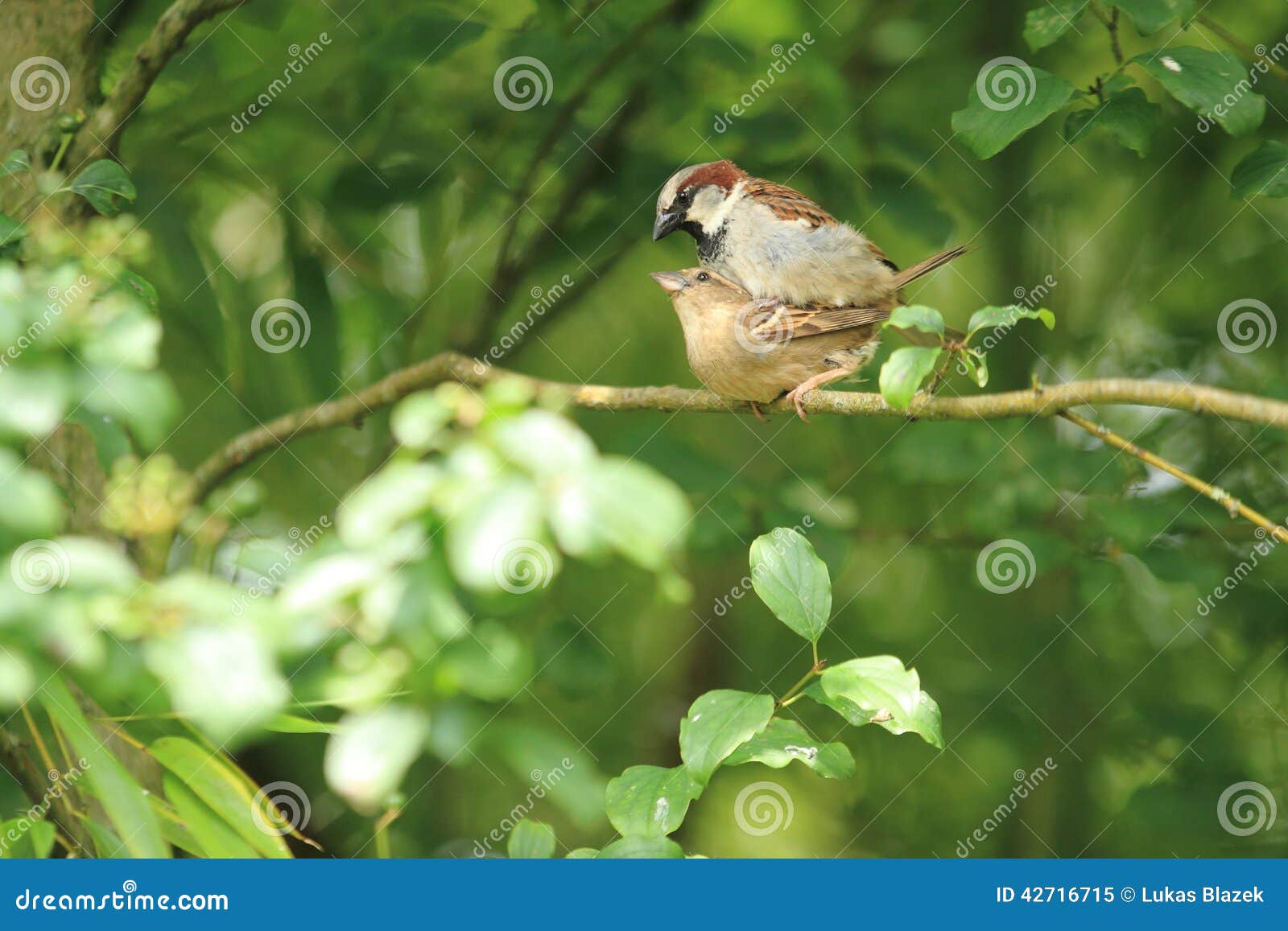 Mating house sparrows stock image. Image of nature, tree - 42716715