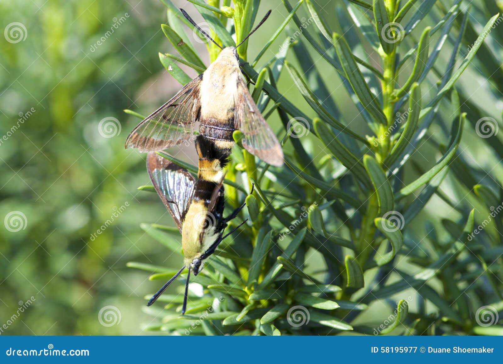Mating Hummingbird Moth stock image. Image of macroglossum - 58195977