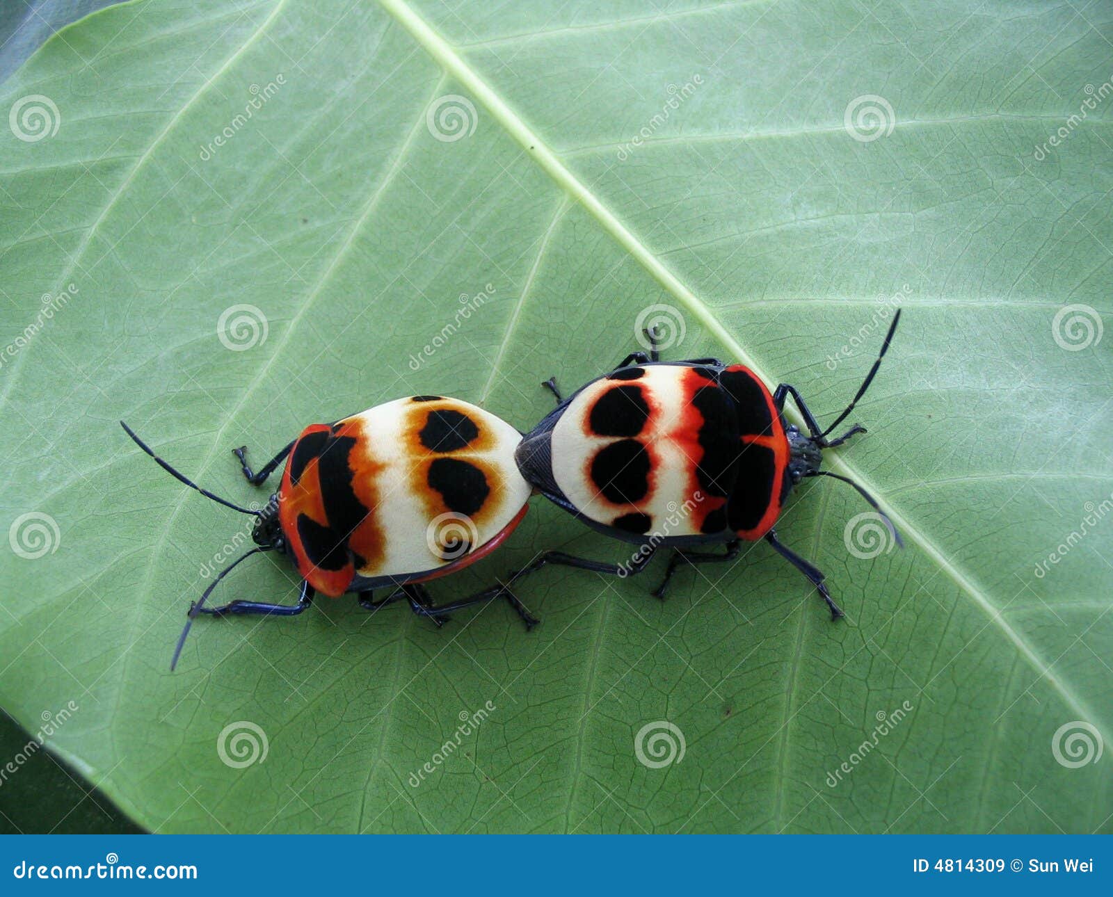 Mating insect stock image. Image of couple, white, feelers - 4814309