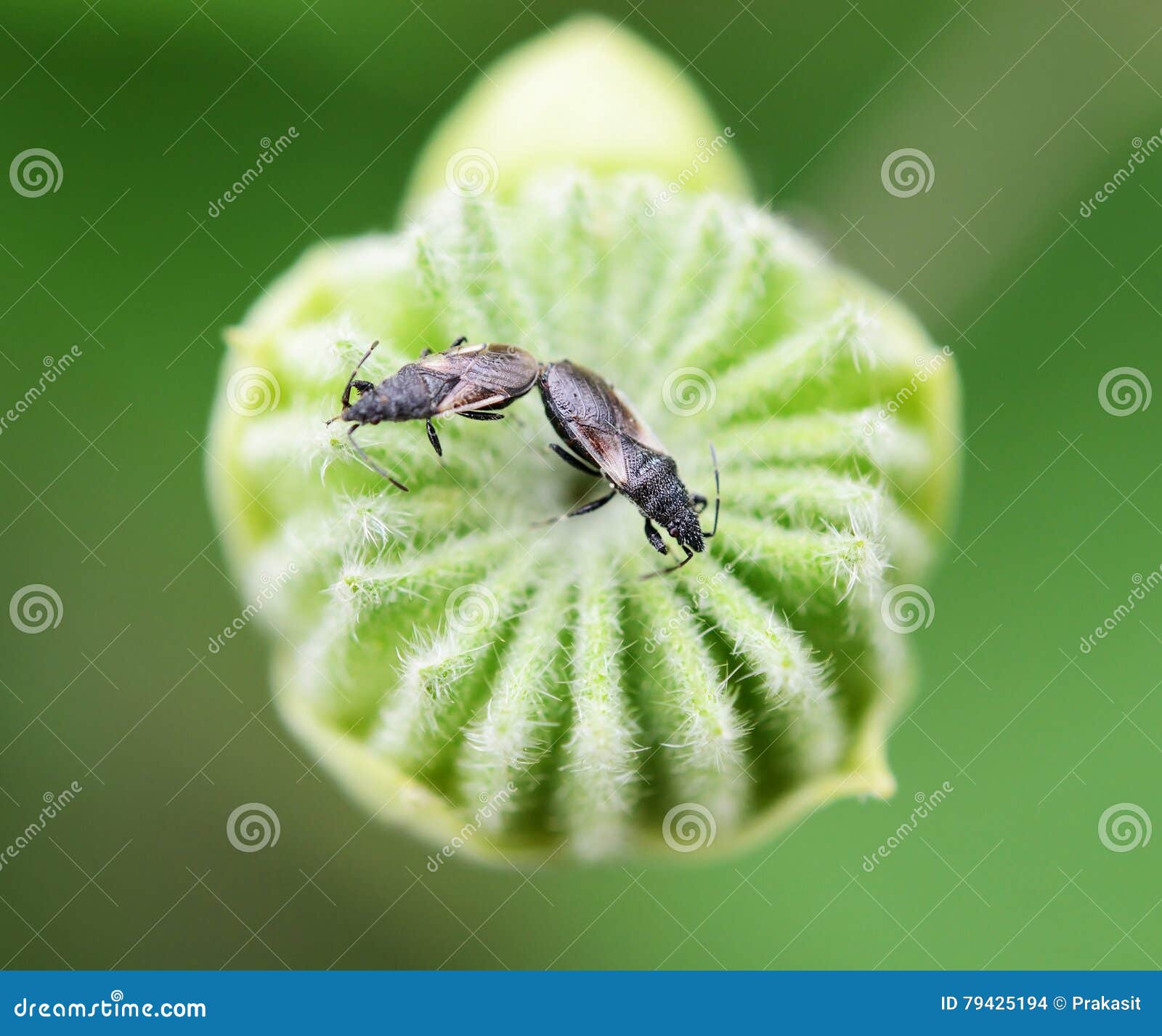 Mating insect couples stock photo. Image of love, natural - 79425194