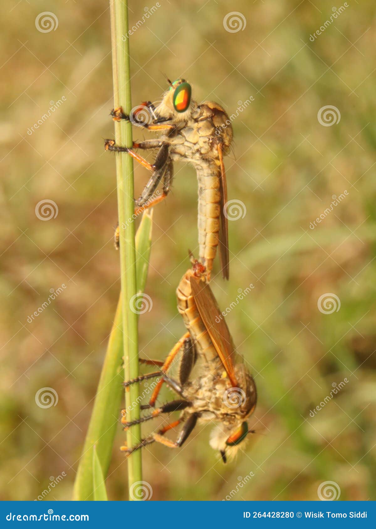 Mating Insect with pray stock photo. Image of fauna - 264428280