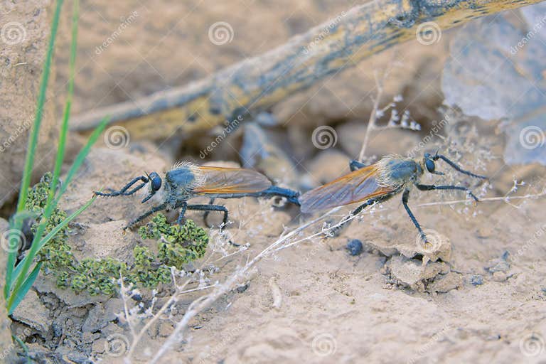 Mating Insectivorous Tabanus Stock Image - Image of anipalus, insect: 183534809