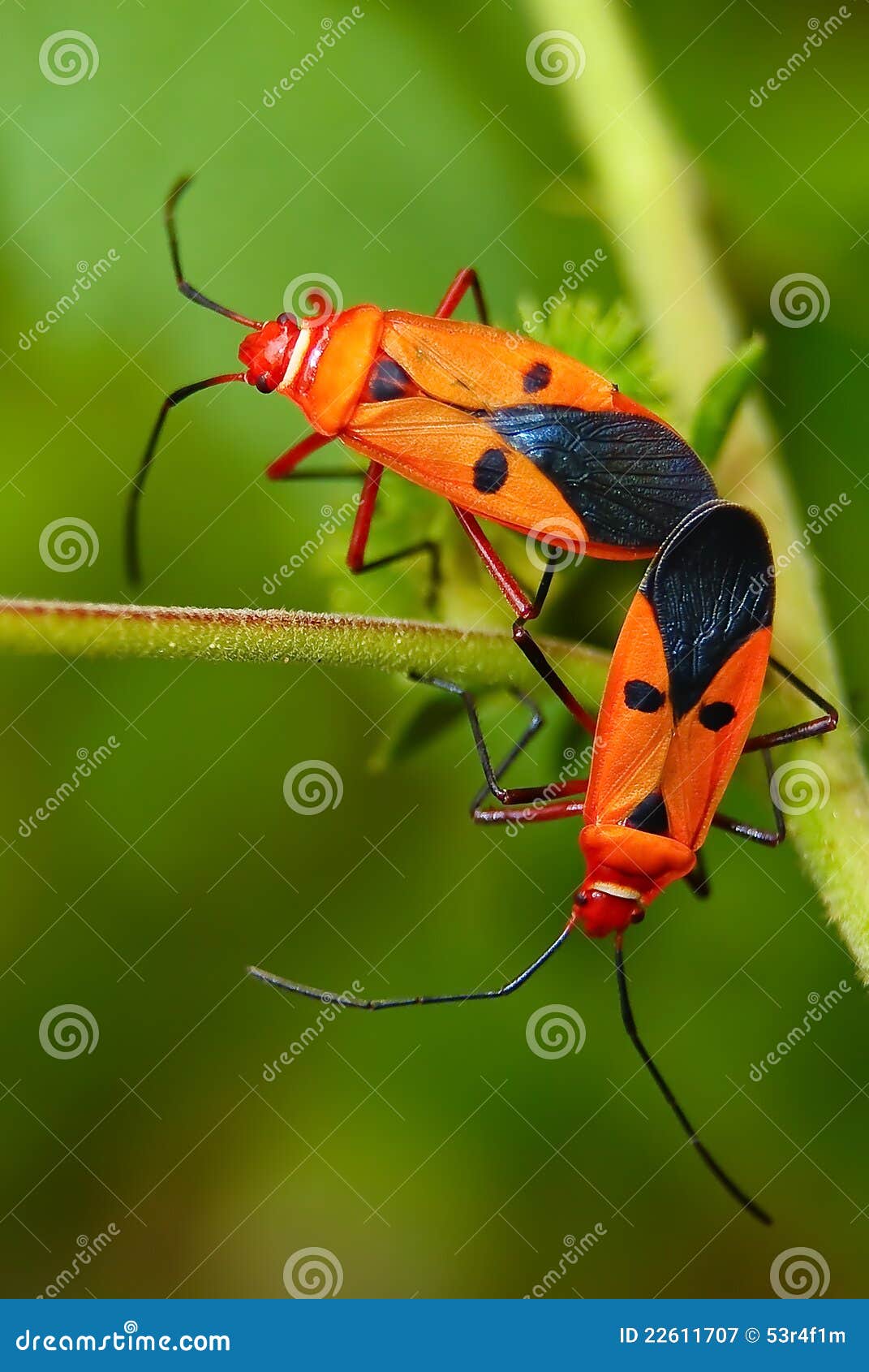 Mating Insects stock image. Image of mating, insect, petiole - 22611707