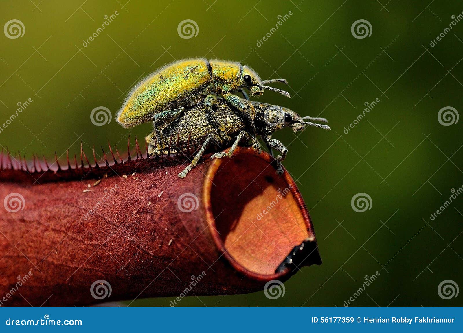 Mating insects stock image. Image of colorful, blue, mantis - 56177359