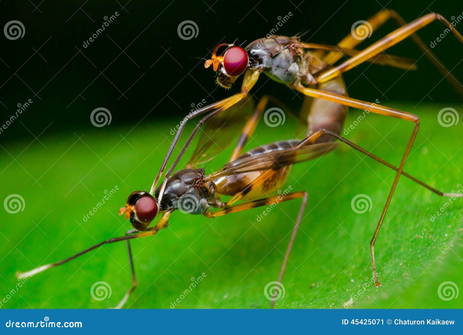 Mating stock image. Image of mating, breeding, insects - 45425071