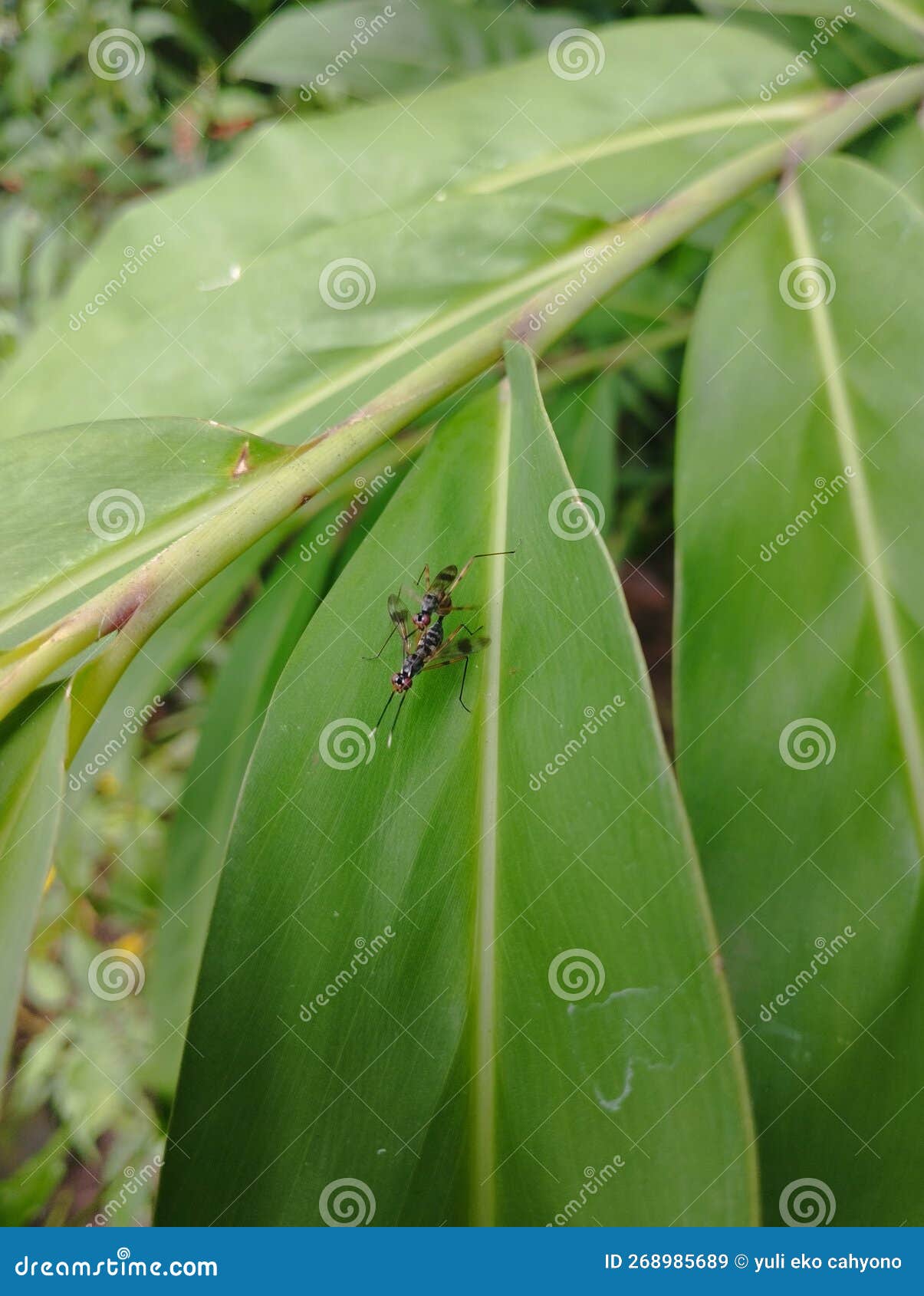 Mating insects stock image. Image of natural, leaves - 268985689