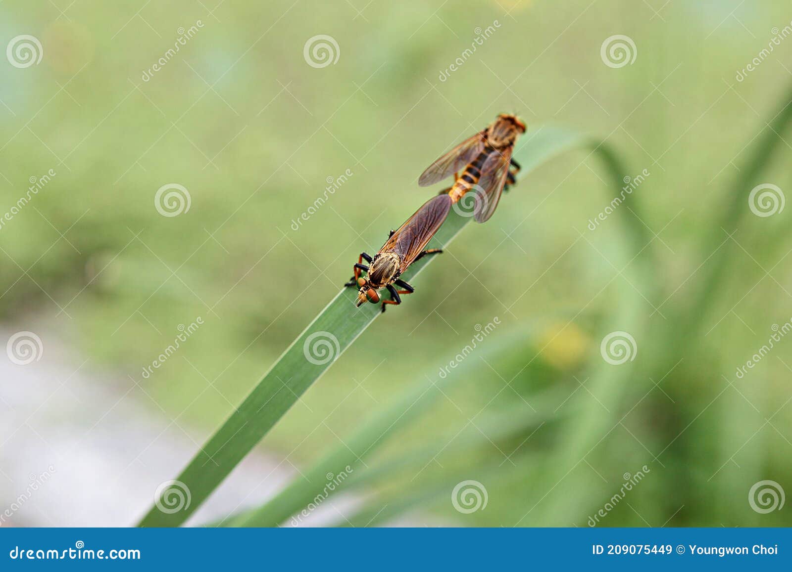 Mating of insects stock image. Image of green, insects - 209075449