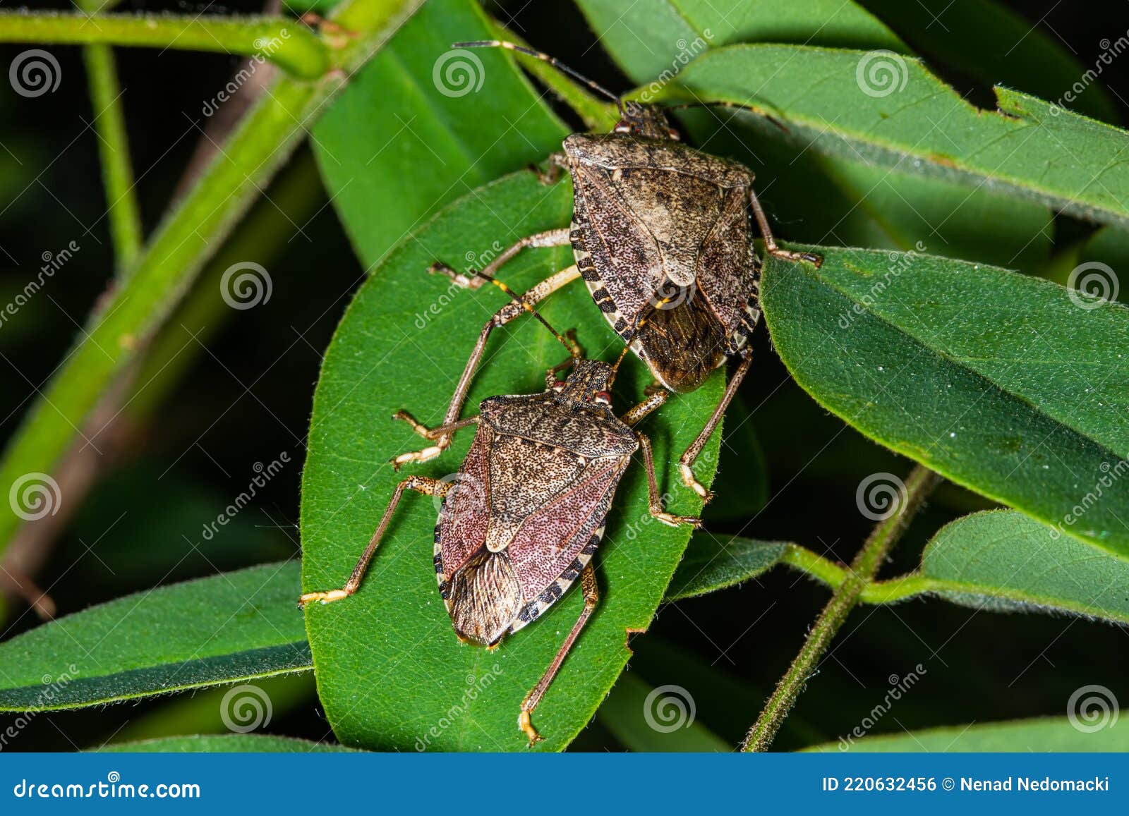 Mating Insects. Striped Shield Bug Mating Stock Photo - Image of focus ...