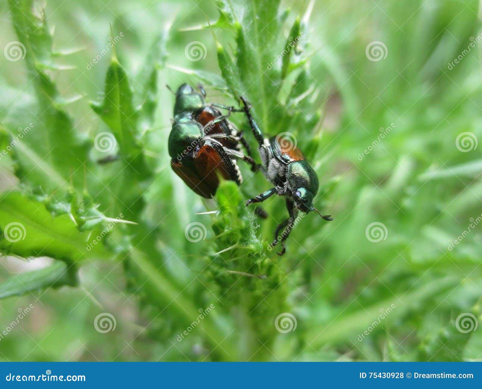 Mating Japanese Beetles stock photo. Image of garden - 75430928