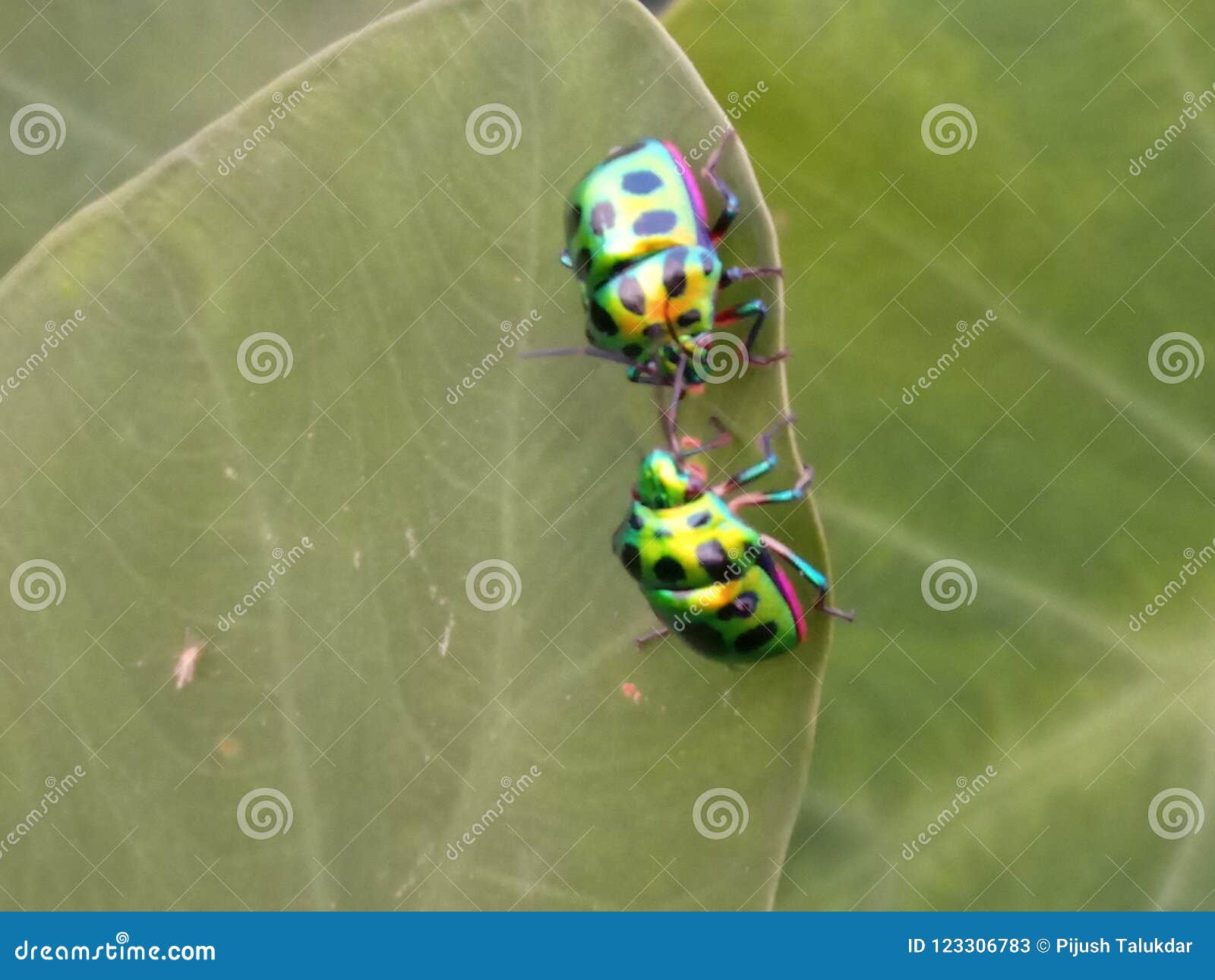 Jewel Bugs stock image. Image of bugs, mating, insects - 123306783