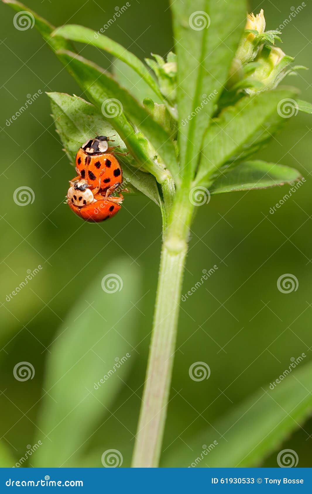 Mating Lady Bugs stock image. Image of garden, critter - 61930533