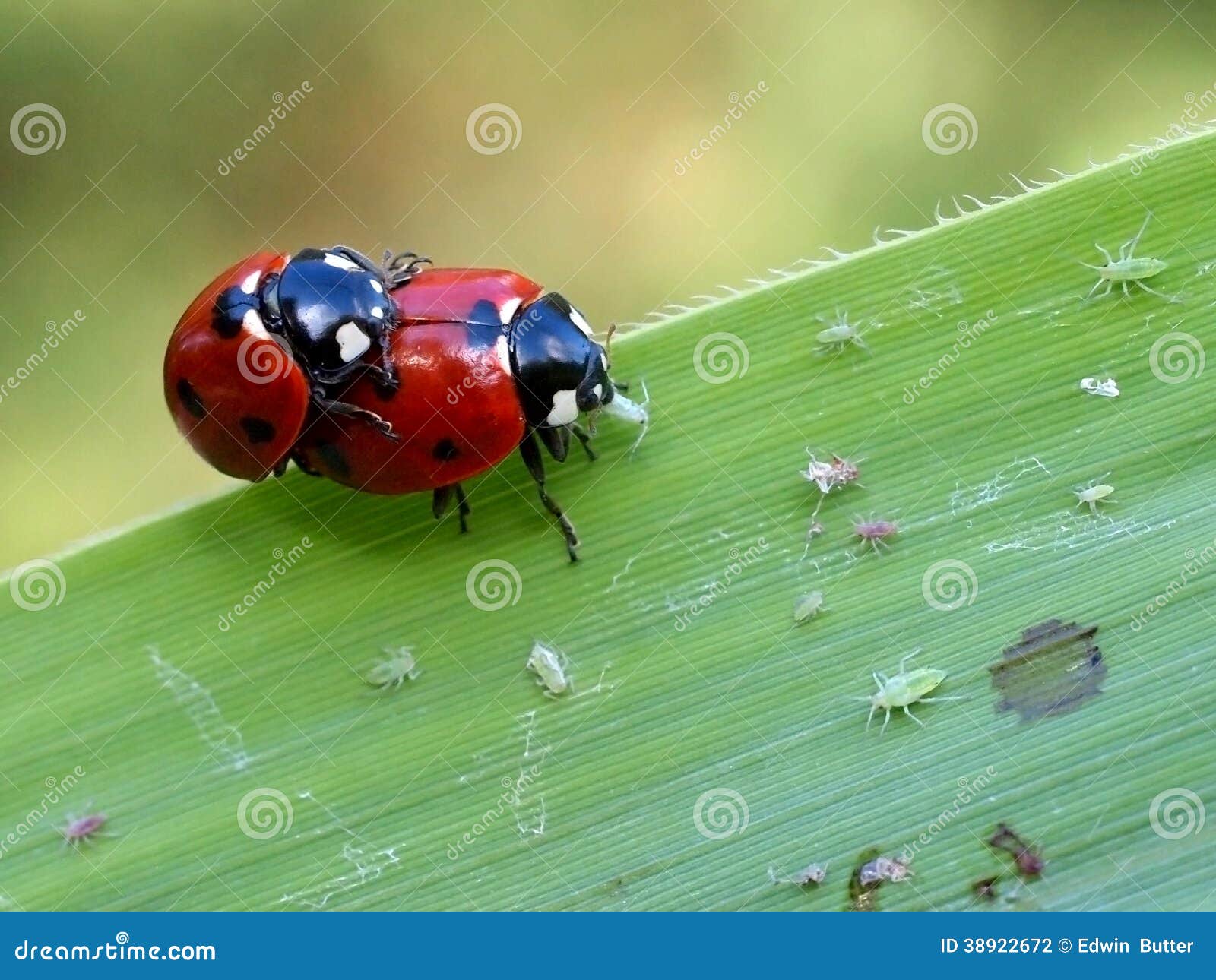 Mating lady bugs stock photo. Image of seven, natural - 38922672