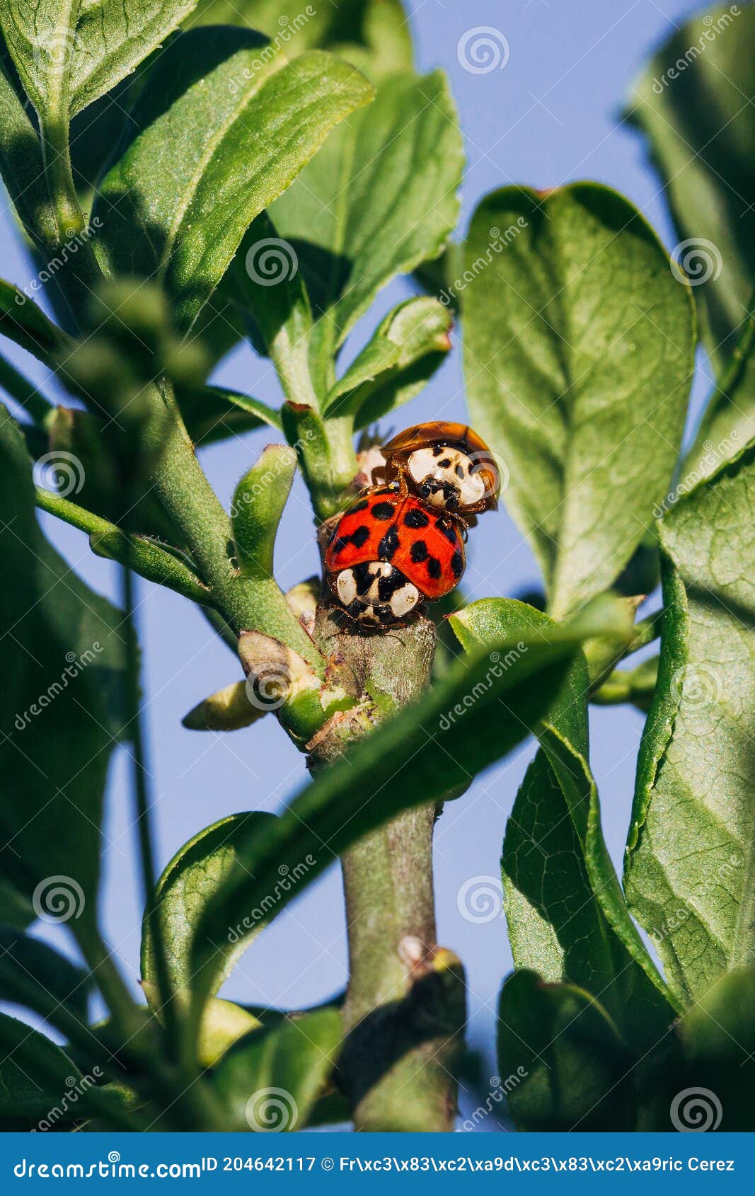 Mating ladybugs on tree stock image. Image of leaf, tree - 204642117