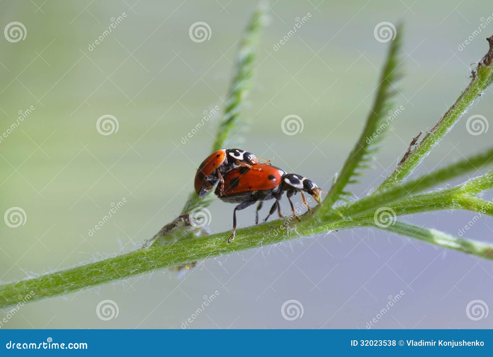 Mating ladybugs stock photo. Image of insects, ladybug - 32023538