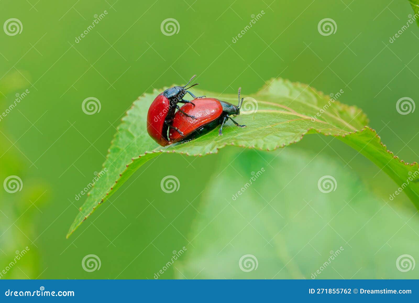 Mating leaf beetle stock photo. Image of wild, wildlife - 271855762