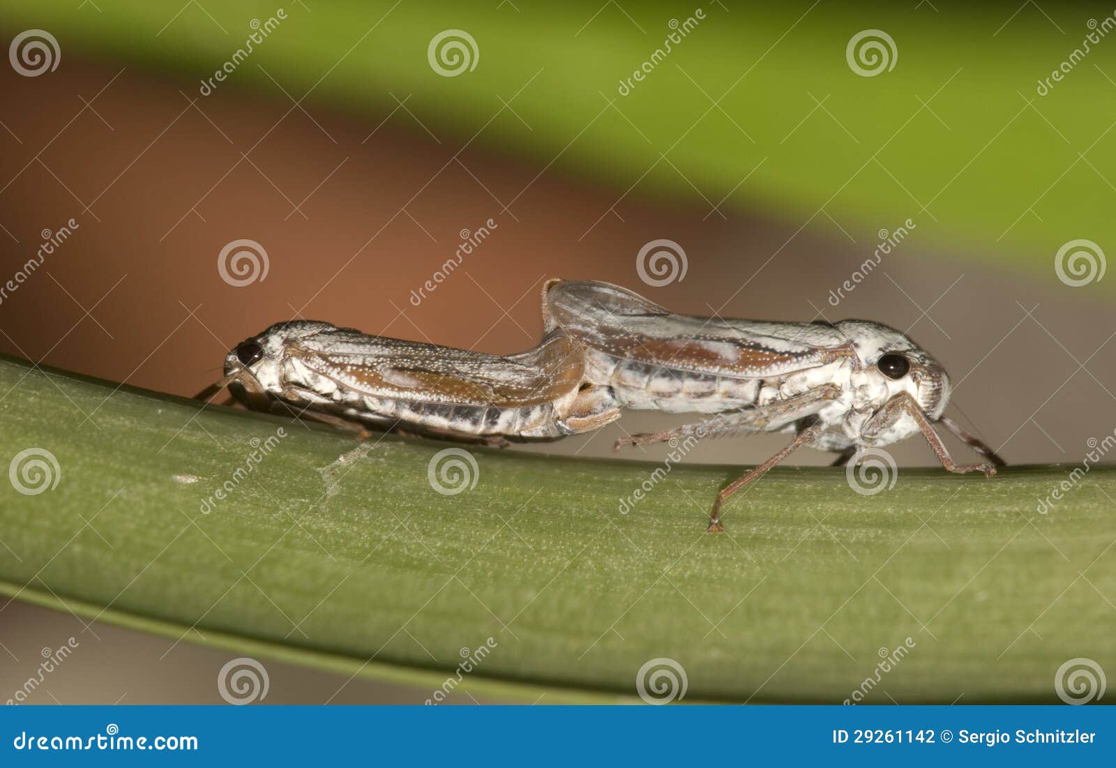 Mating Leafhopper stock photo. Image of pest, mate, control - 29261142