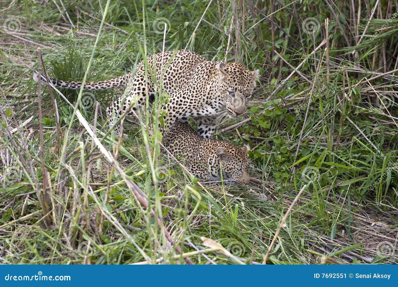 Leopards Mating On Tree Royalty-Free Stock Image | CartoonDealer.com ...